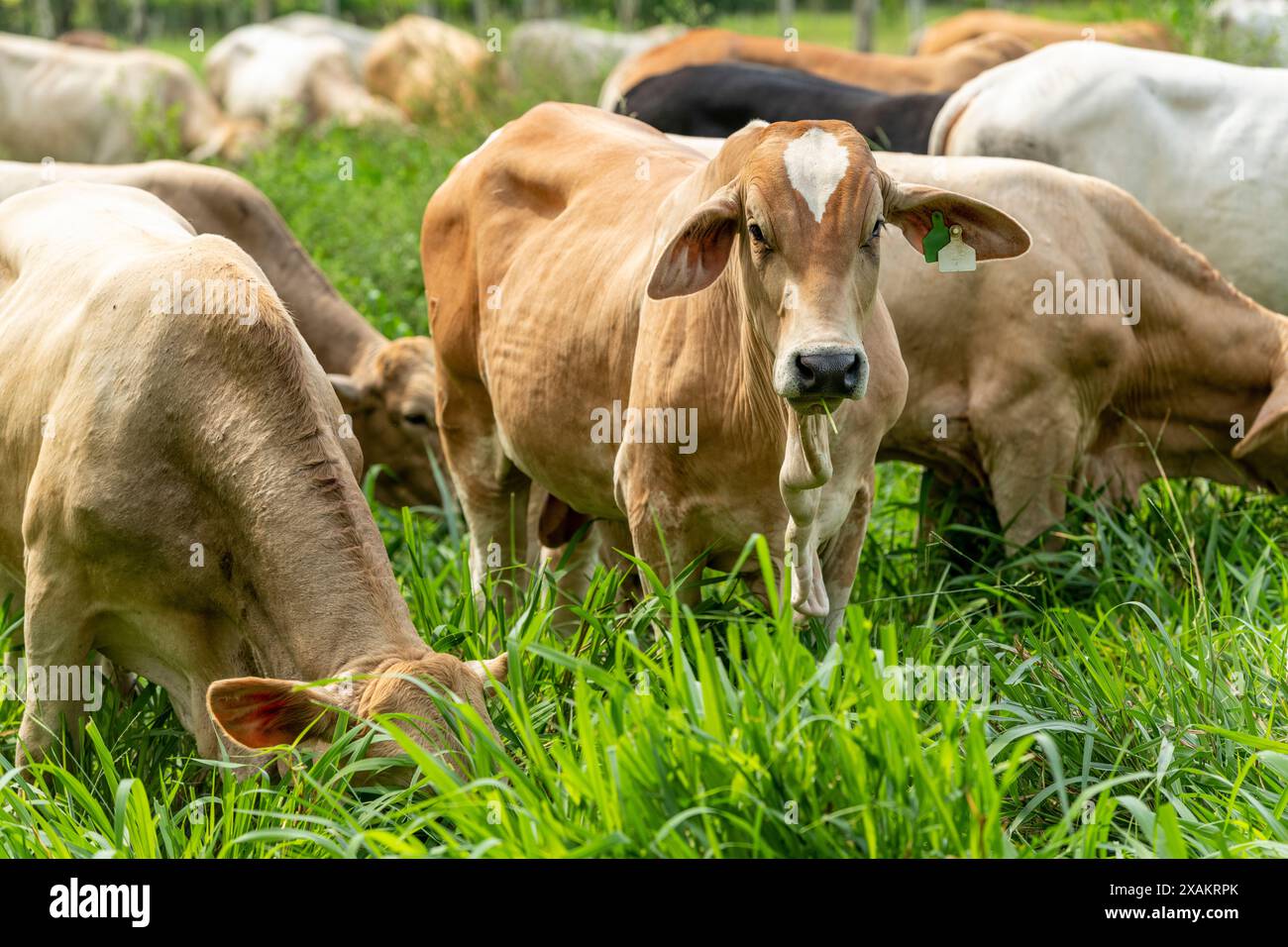 Agriculture people cows latin america hi-res stock photography and ...
