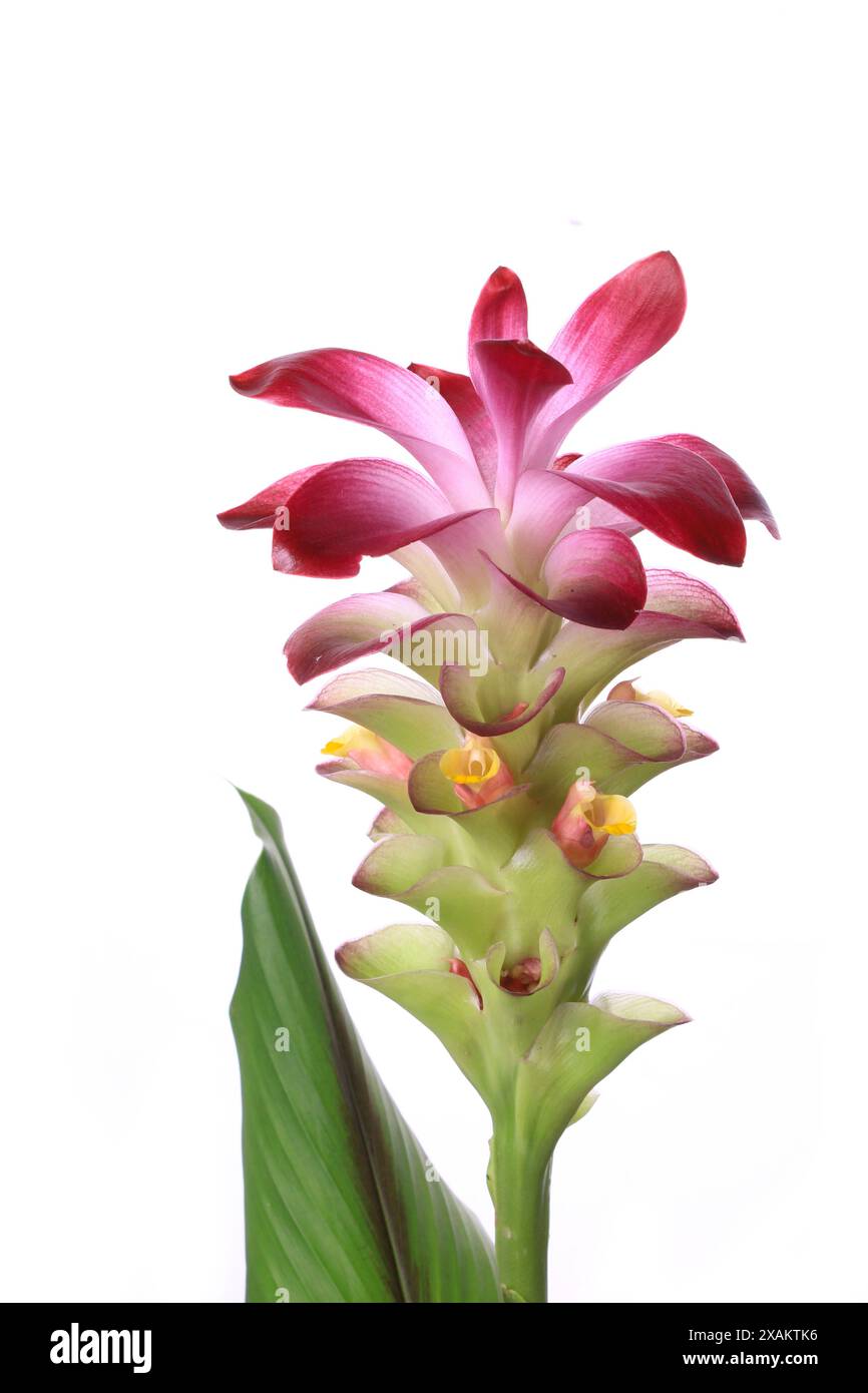 turmeric flower portrait isolated on a white background Stock Photo - Alamy