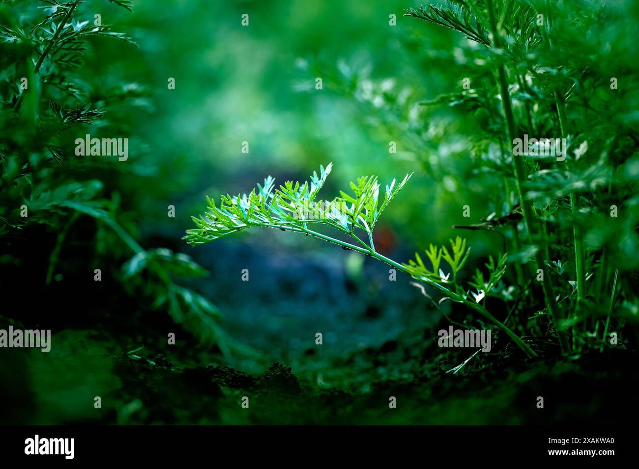 A green plant from fertile soil symbolizes natures growth, rejuvenation ...
