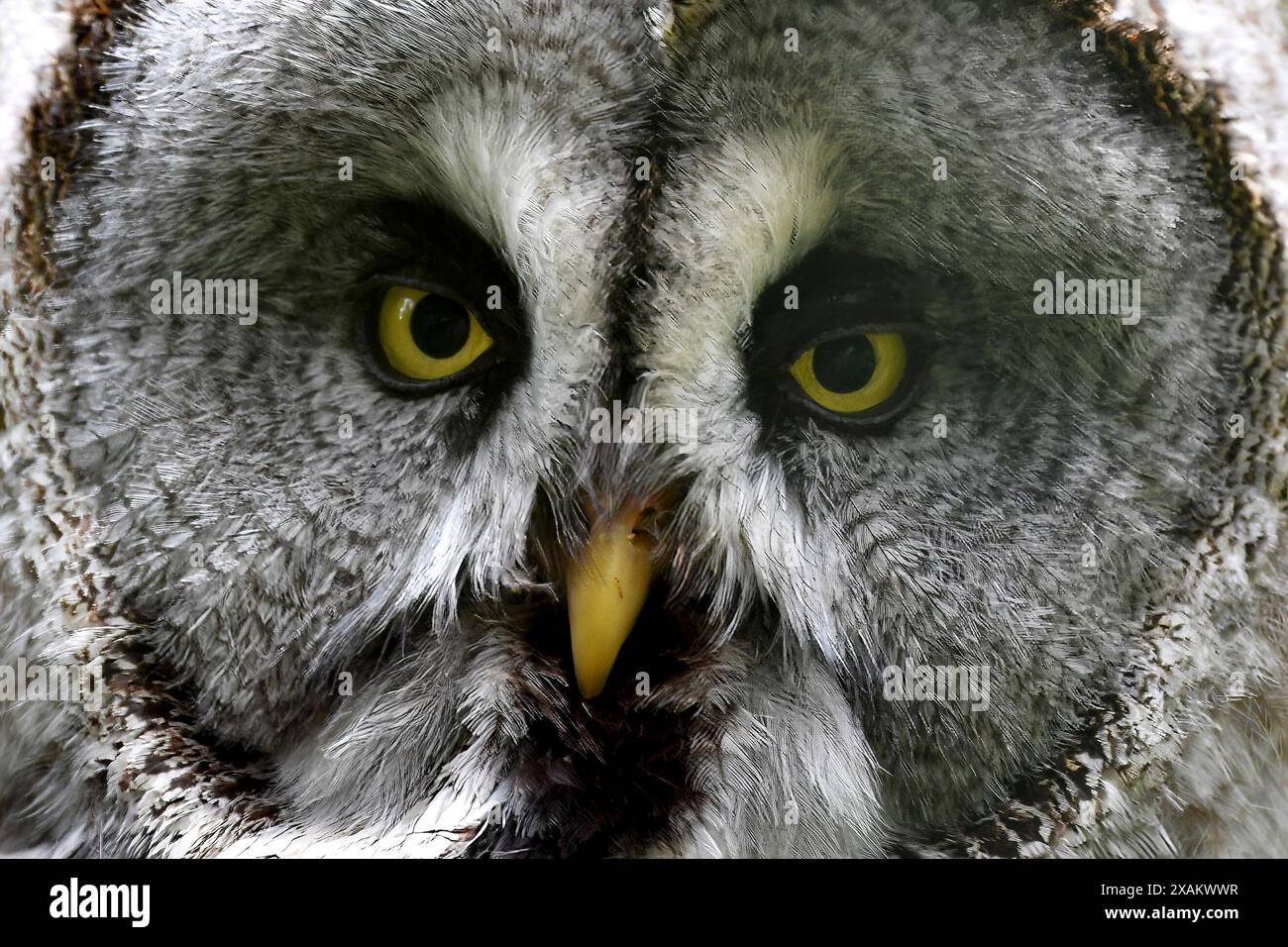 Liberec, Czech Republic. 7th June, 2024. A Great Gray Owl (Strix ...