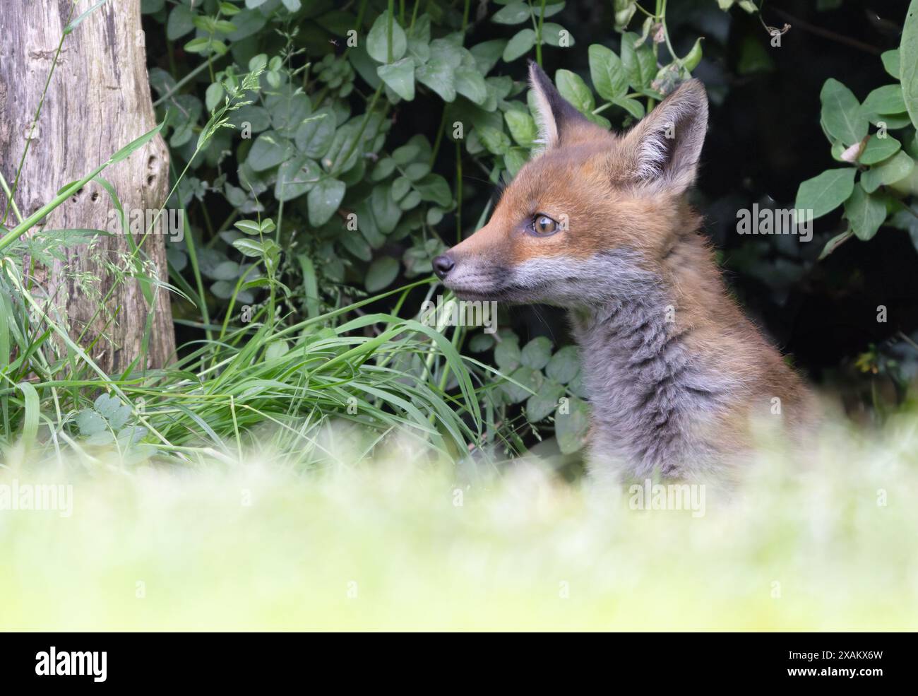 A wild young Red Fox cub (Vulpes vulpes) at edge of undergrowth, Warwickshire Stock Photo - Alamy