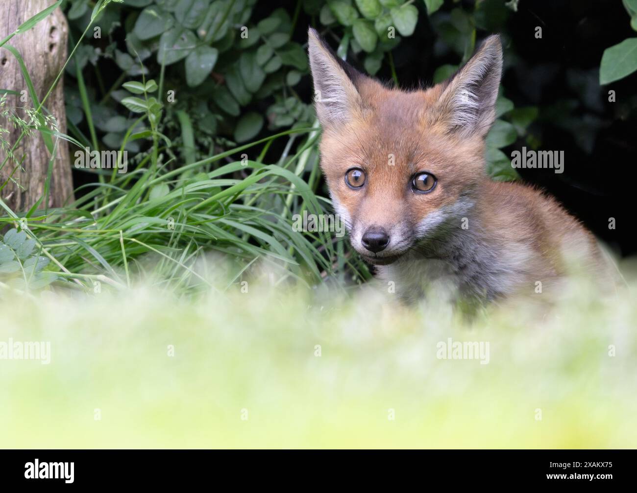 A wild young Red Fox cub (Vulpes vulpes) at edge of undergrowth, Warwickshire Stock Photo - Alamy