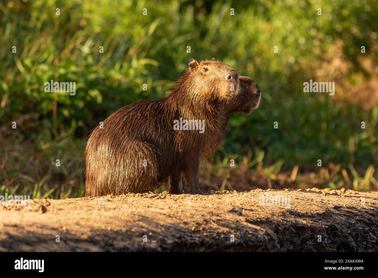 Two Capybara sitting side by side on the riverbank of the River Cuiaba ...