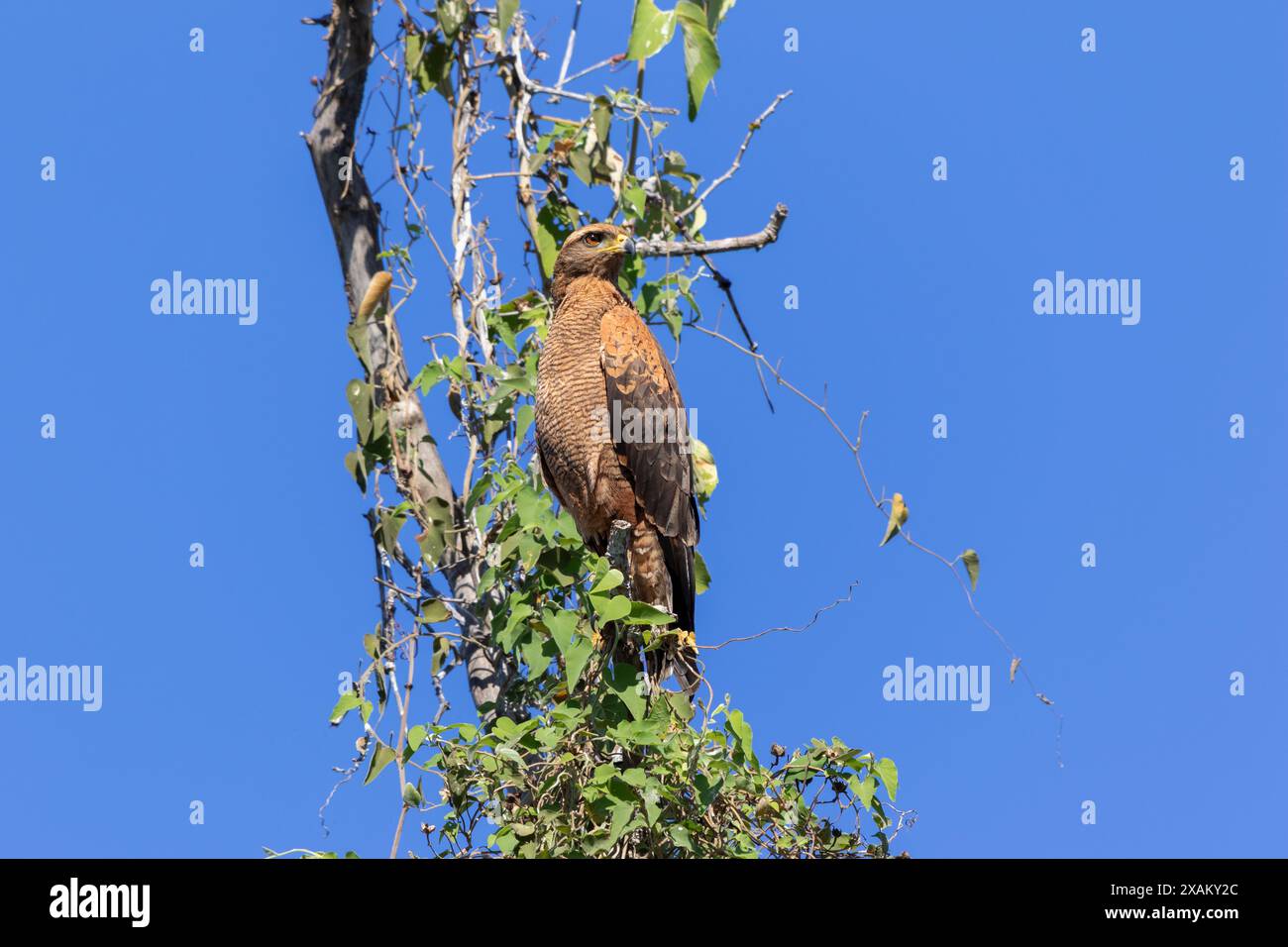 Close up of a Savanah Hawk resting on a tree against a bright blue sky ...