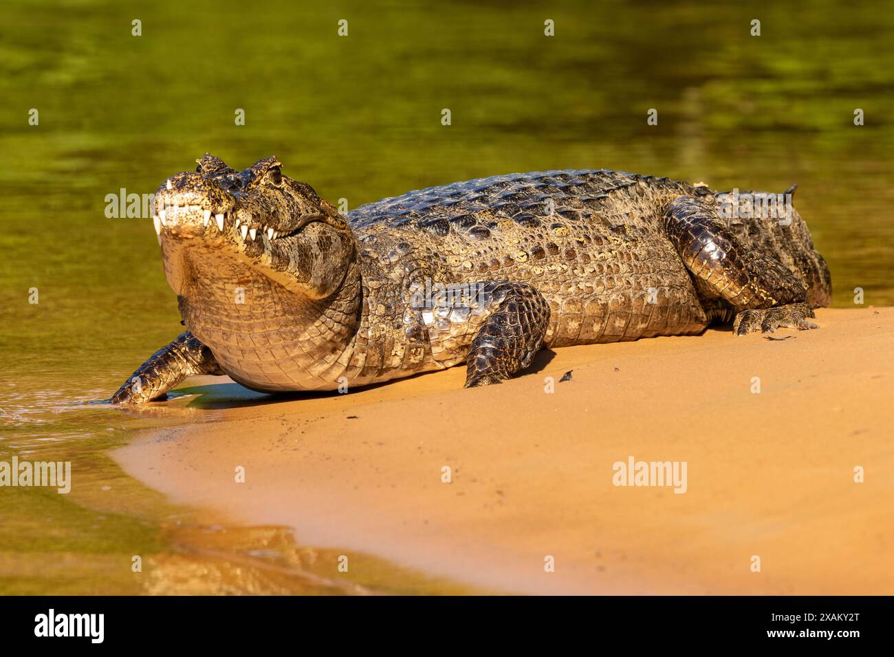 Caiman laying down on a sandbank in the Cuiaba River in The Pantanal ...