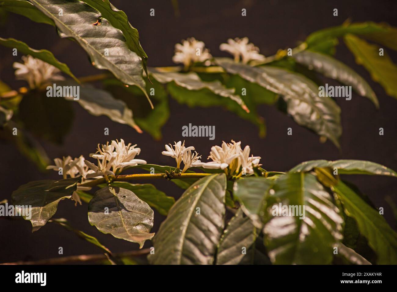 Arabica coffee plant flowers hi-res stock photography and images - Alamy