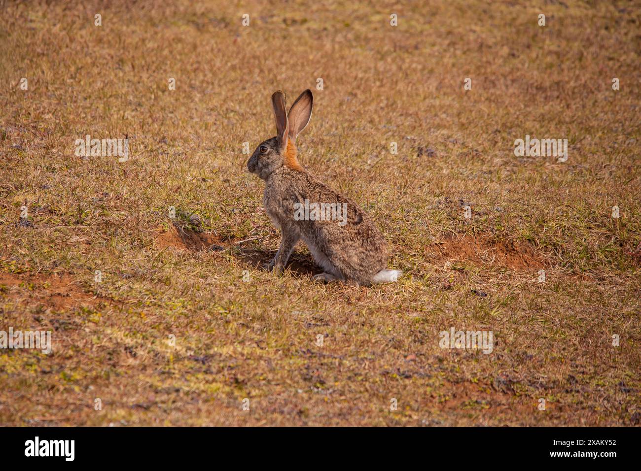 The Scrub Hare (Lepus saxatilis) occurs in a wide area throughout ...