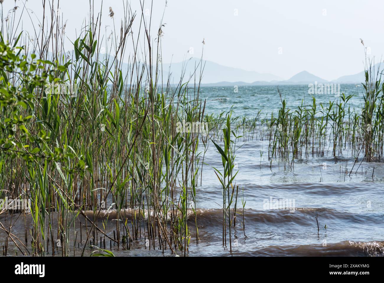 Reeds on lake side hi-res stock photography and images - Alamy