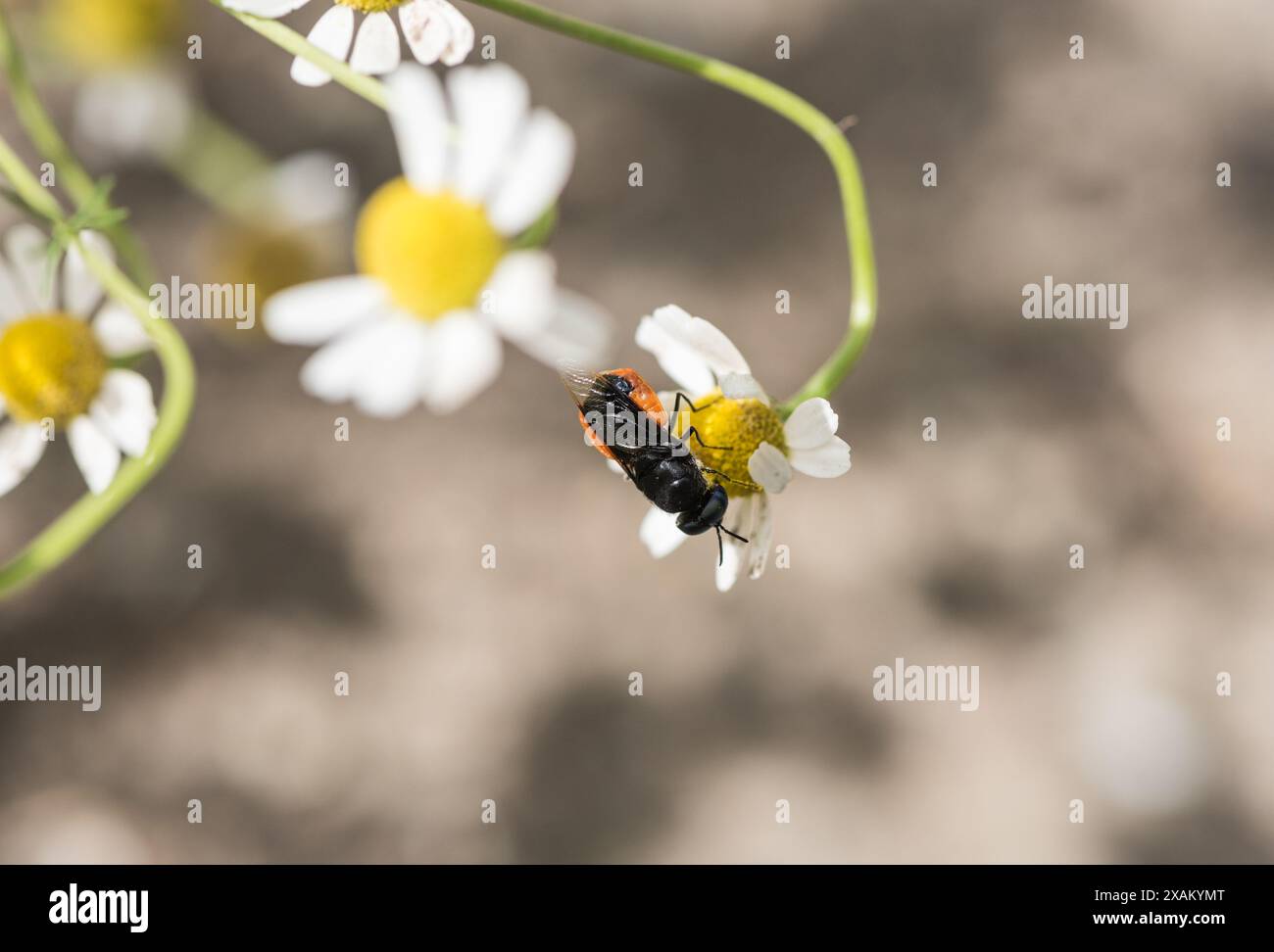Feeding Soldier-fly (Odontomyia flavissima) at Köyceğiz in Turkiye. The ...