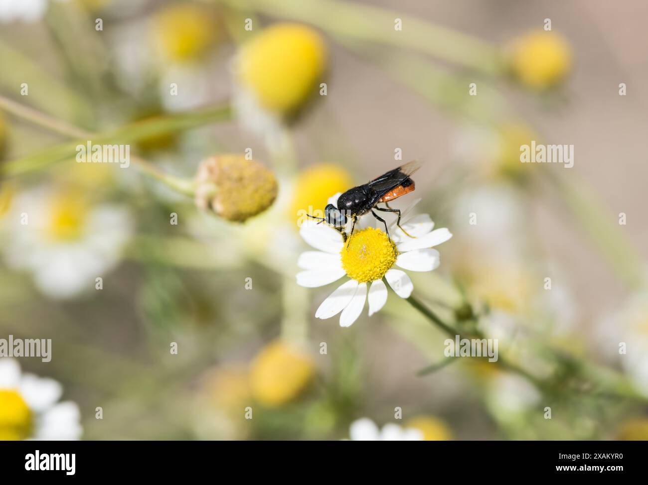Feeding Soldier-fly (Odontomyia flavissima) at Köyceğiz in Turkiye. The ...