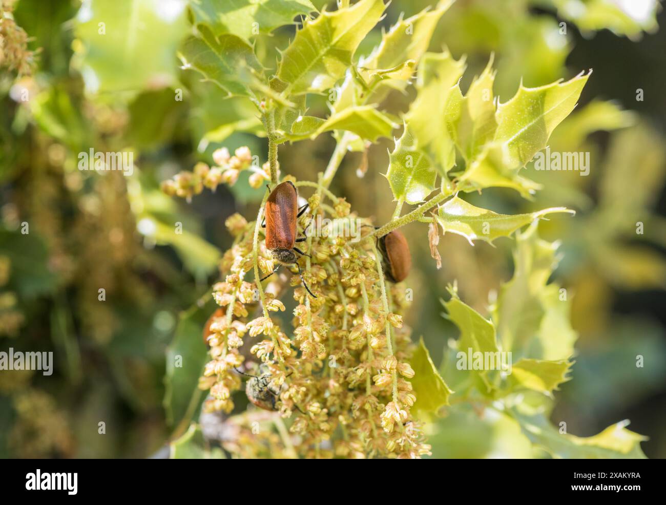 Kermes beetle hi-res stock photography and images - Alamy