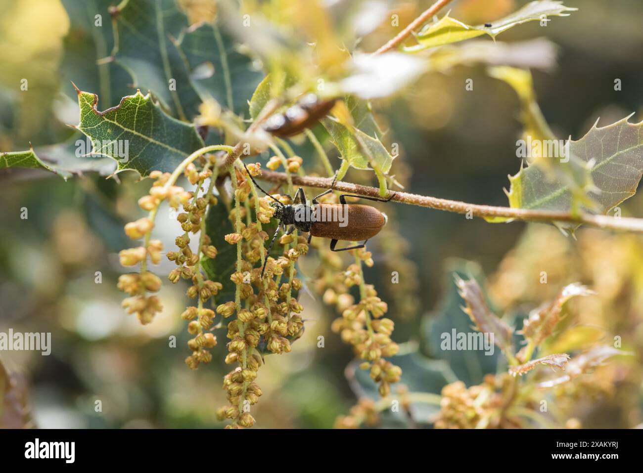 Kermes beetle hi-res stock photography and images - Alamy