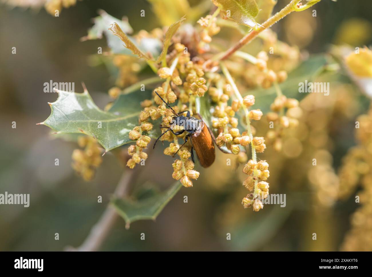 An Omophlus sp. beetle feeding the flowers of a Kermes Oak tree in ...