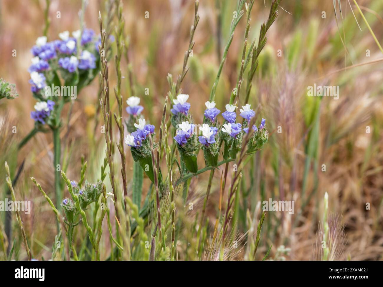 Flowers of the Sea-Lavender (Limonium sinuatum) at Knidos in Turkiye ...