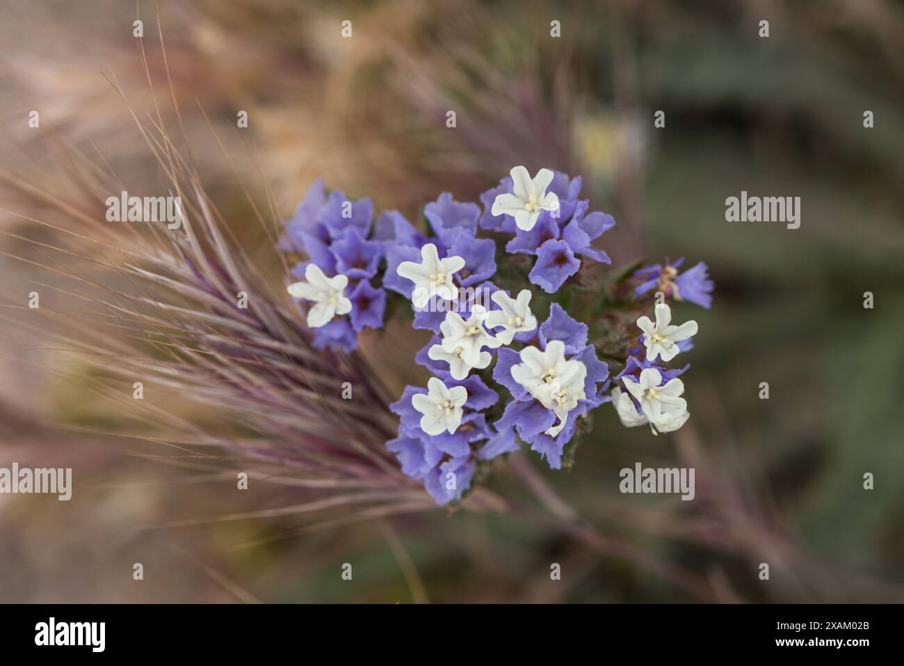 Flowers of the Sea-Lavender (Limonium sinuatum) at Knidos in Turkiye ...