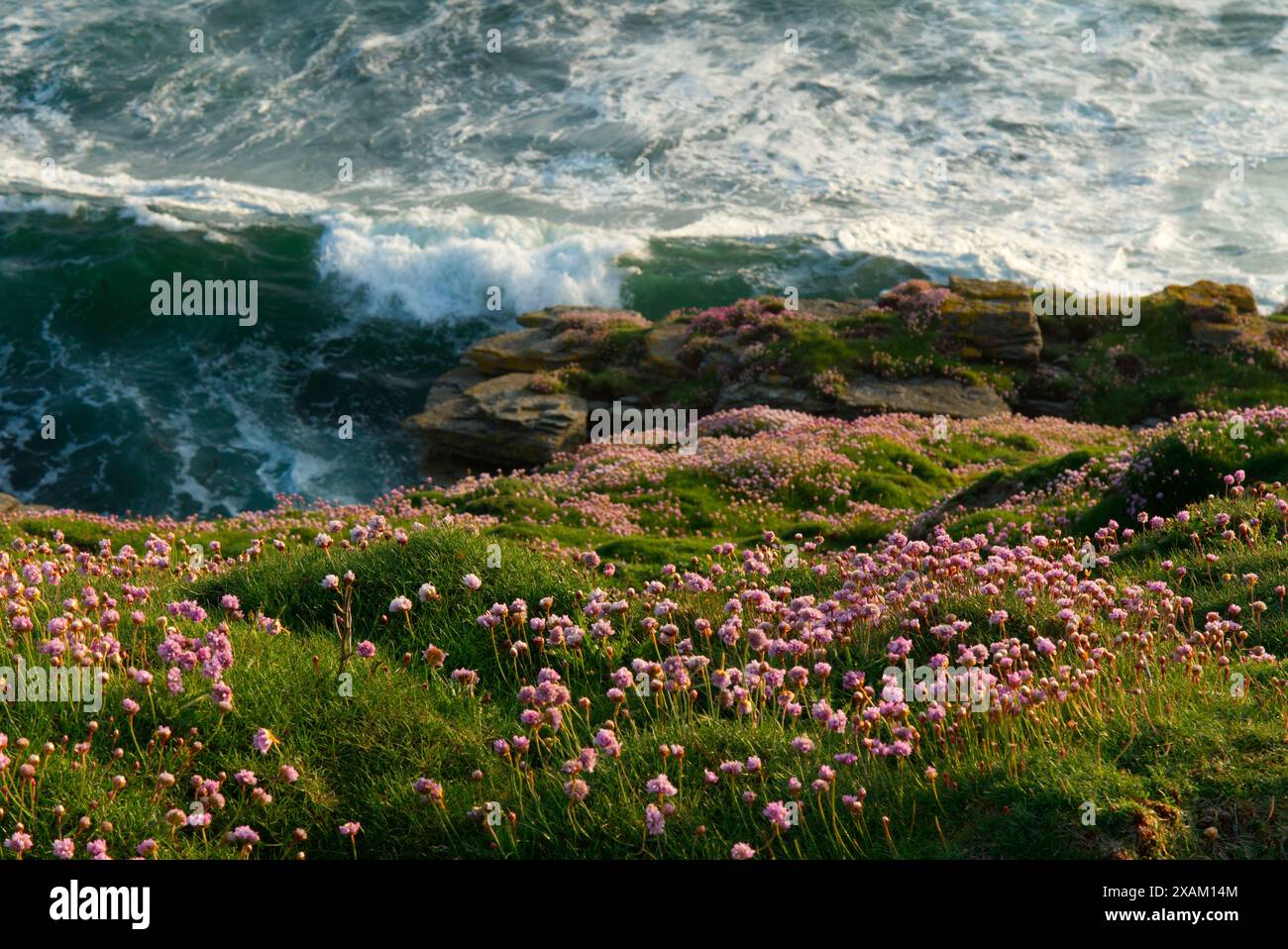 June wild flower hi-res stock photography and images - Alamy