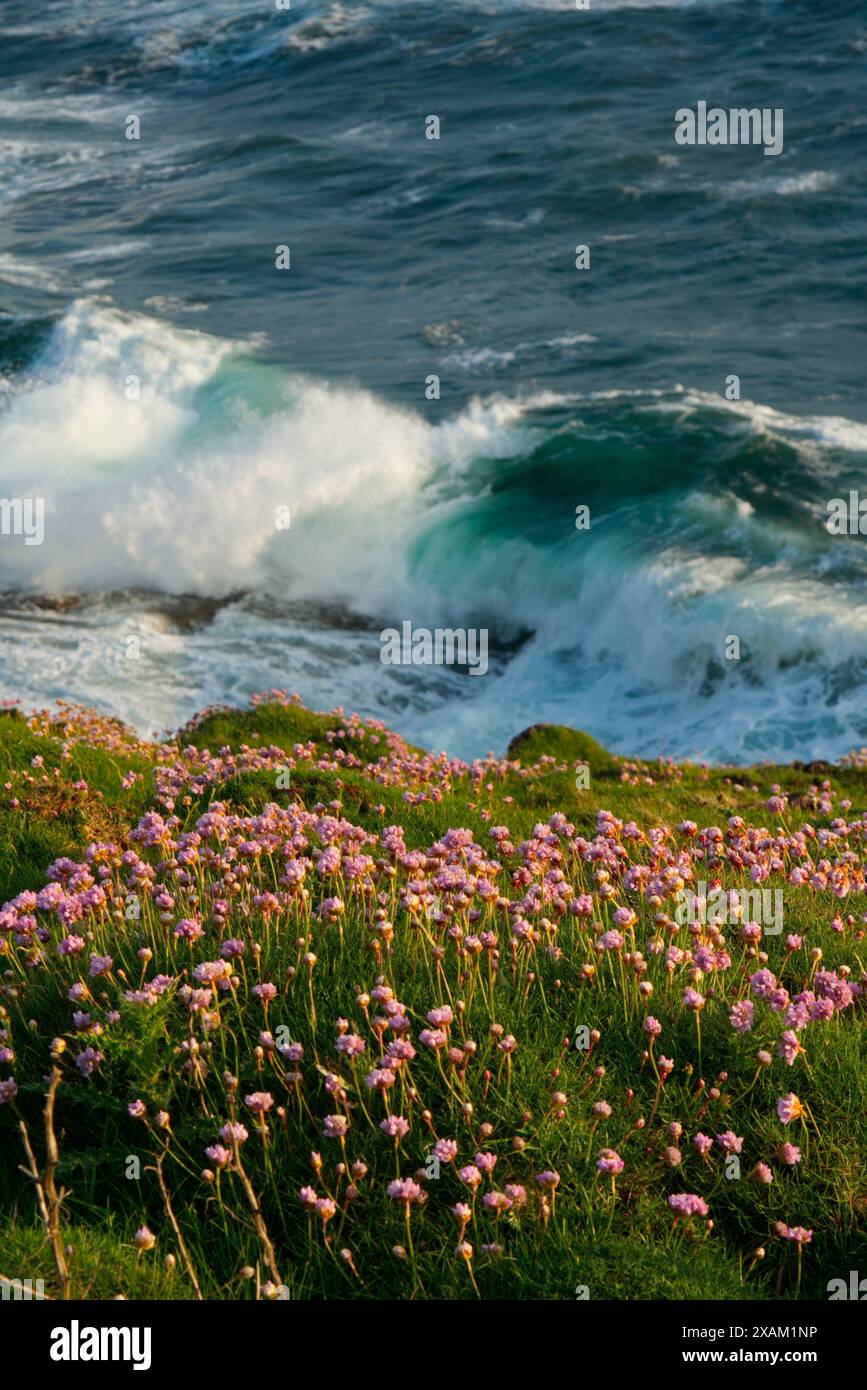 Wild coastal flora hi-res stock photography and images - Alamy