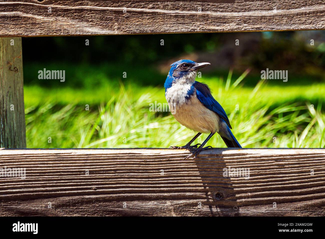 Island Scrub Jay; Island Jay; Santa Cruz jay; Aphelocoma, endemic to ...