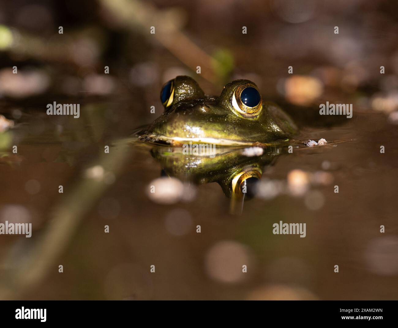 An American bullfrog sitting in shallow water on a pond on a summer ...