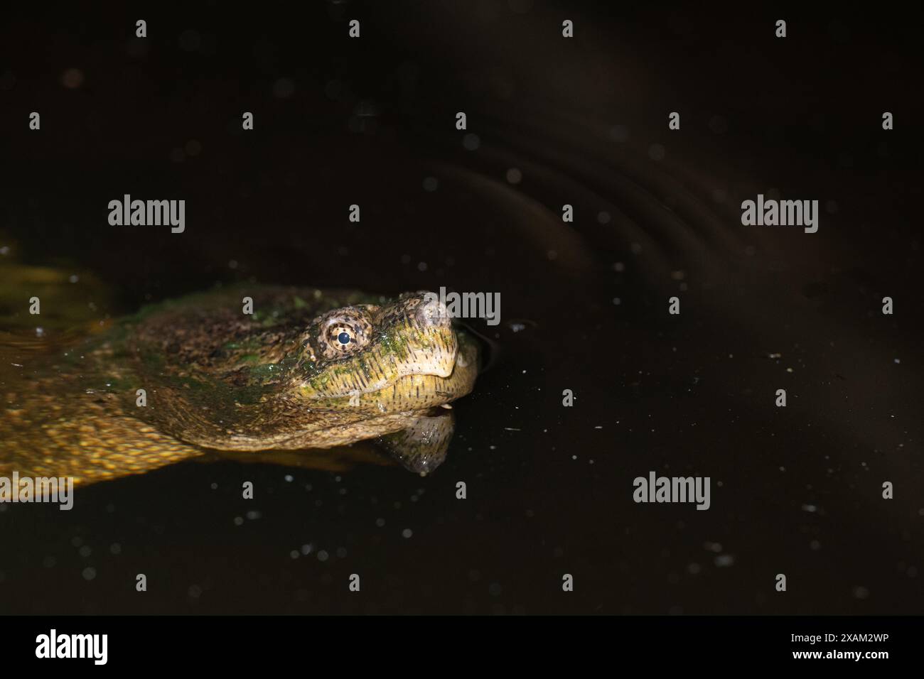 Common snapping turtle chelydra serpentina in water hi-res stock ...
