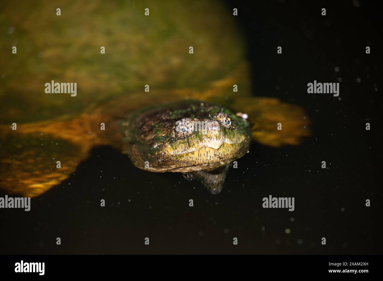 Common snapping turtle chelydra serpentina in water hi-res stock ...