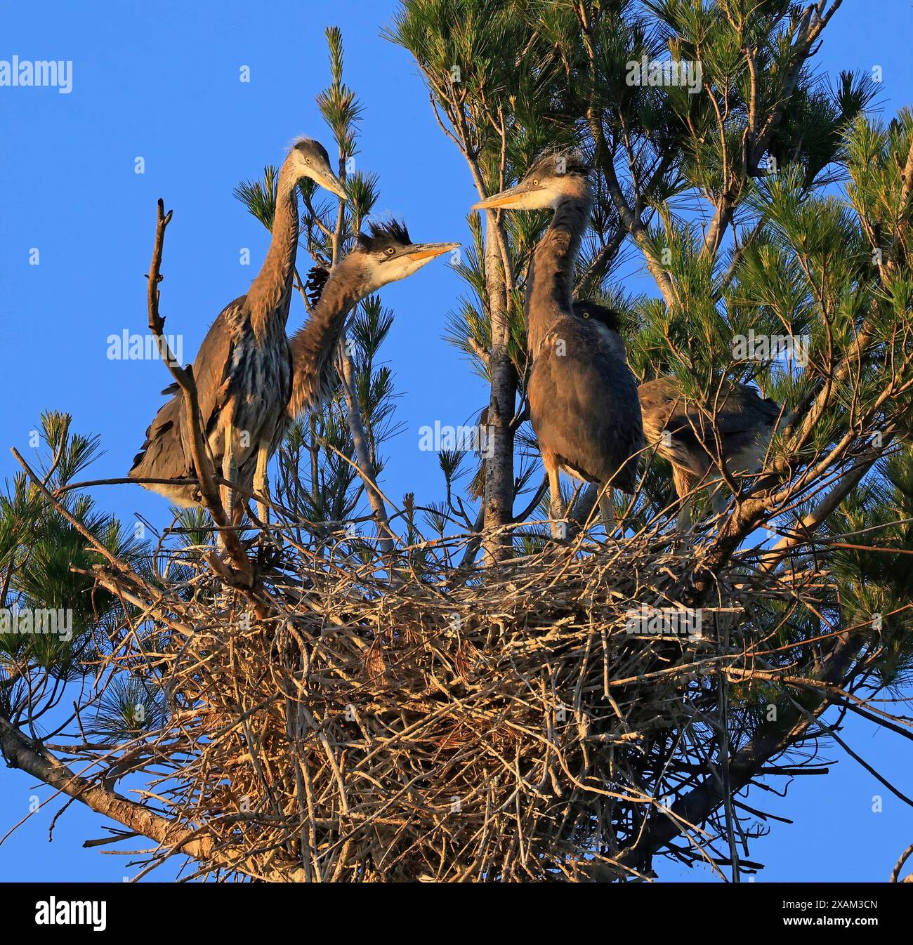 Great Blue Heron babies in the nest, Canada Stock Photo - Alamy