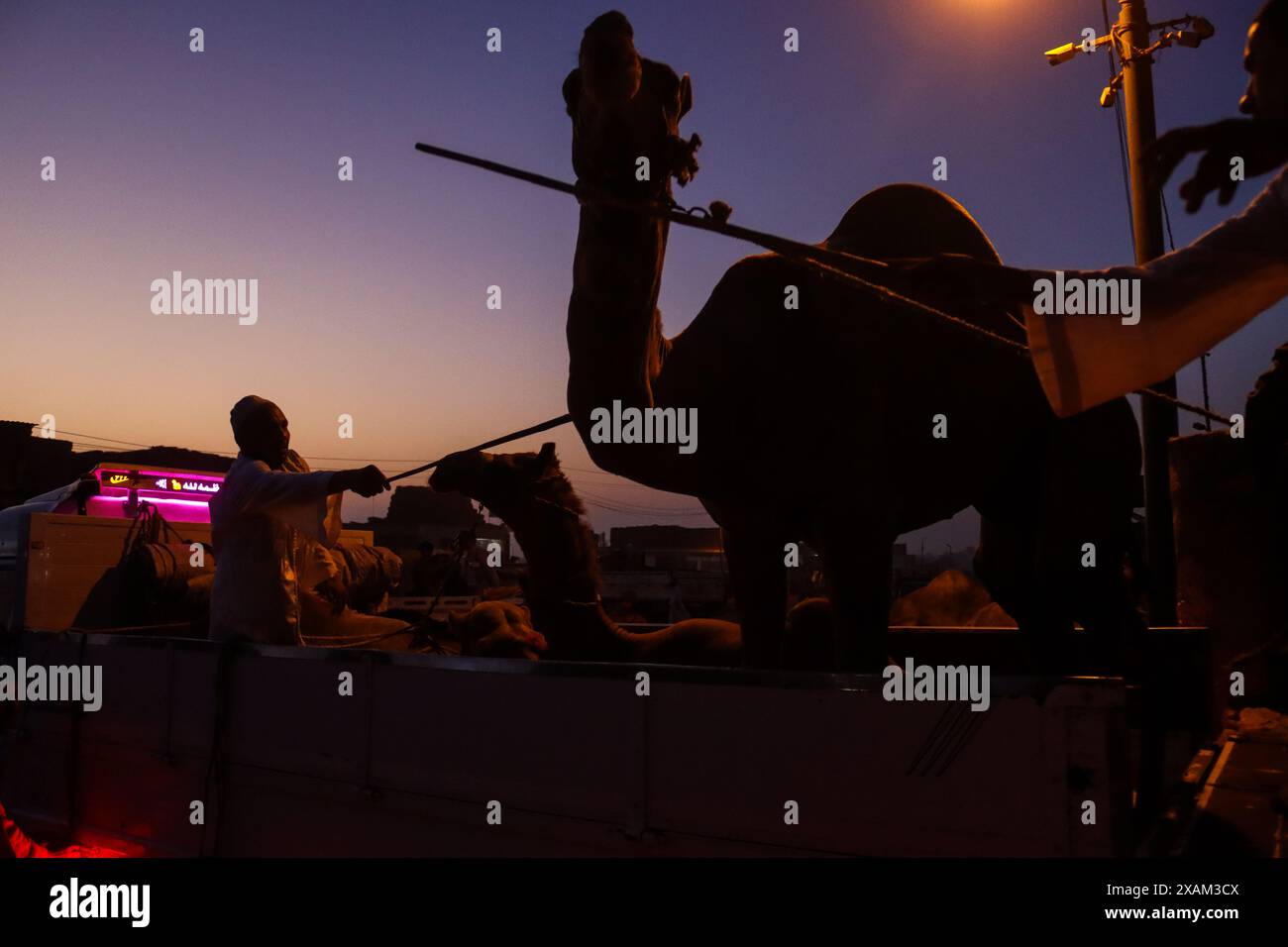 Variety of camels hi-res stock photography and images - Alamy