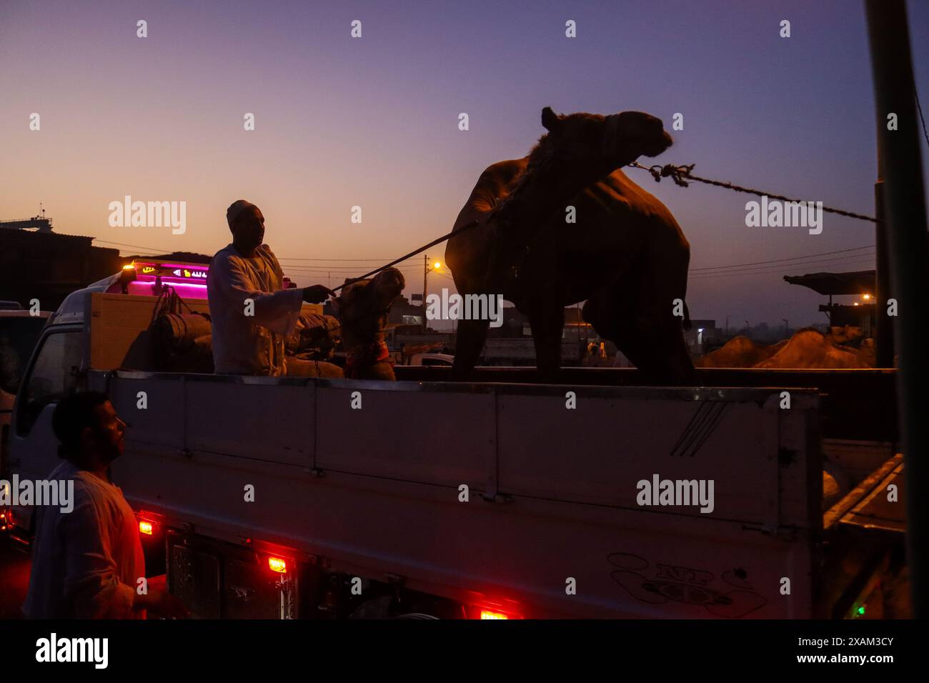 Variety of camels hi-res stock photography and images - Alamy