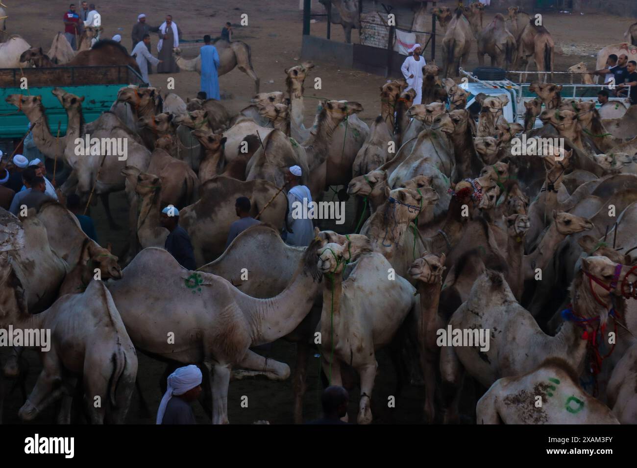 Variety of camels hi-res stock photography and images - Alamy
