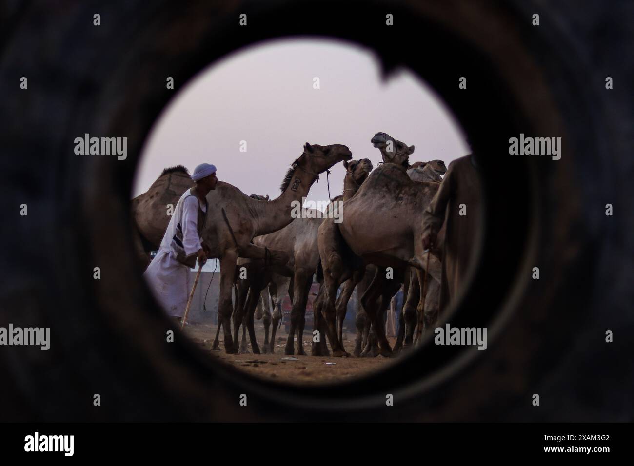 Giza, Egypt. 07th June, 2024. Berqash Camel Market is being ...