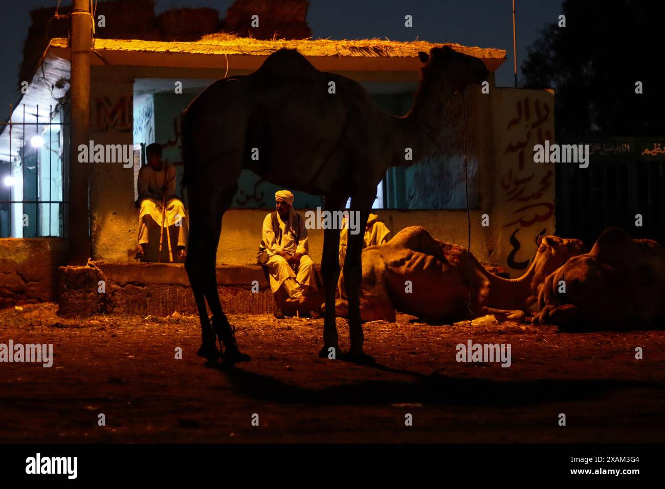 Giza, Egypt. 07th June, 2024. Berqash Camel Market is being ...