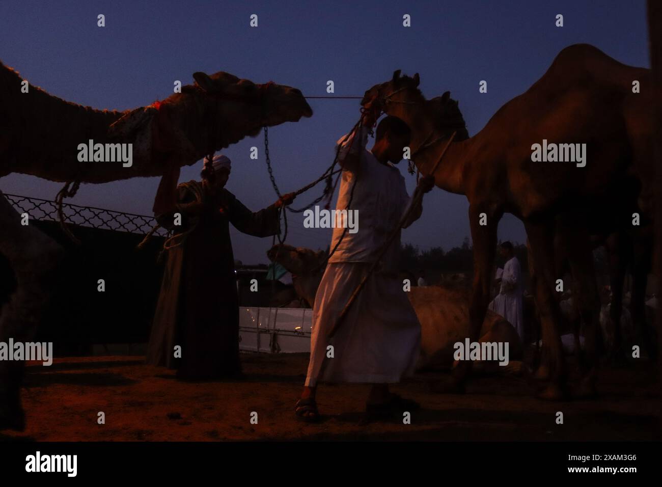 Giza, Egypt. 07th June, 2024. Berqash Camel Market is being ...