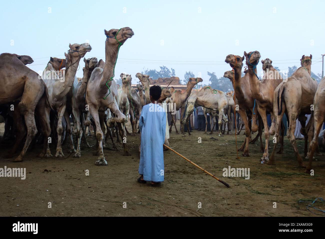 Variety of camels hi-res stock photography and images - Alamy