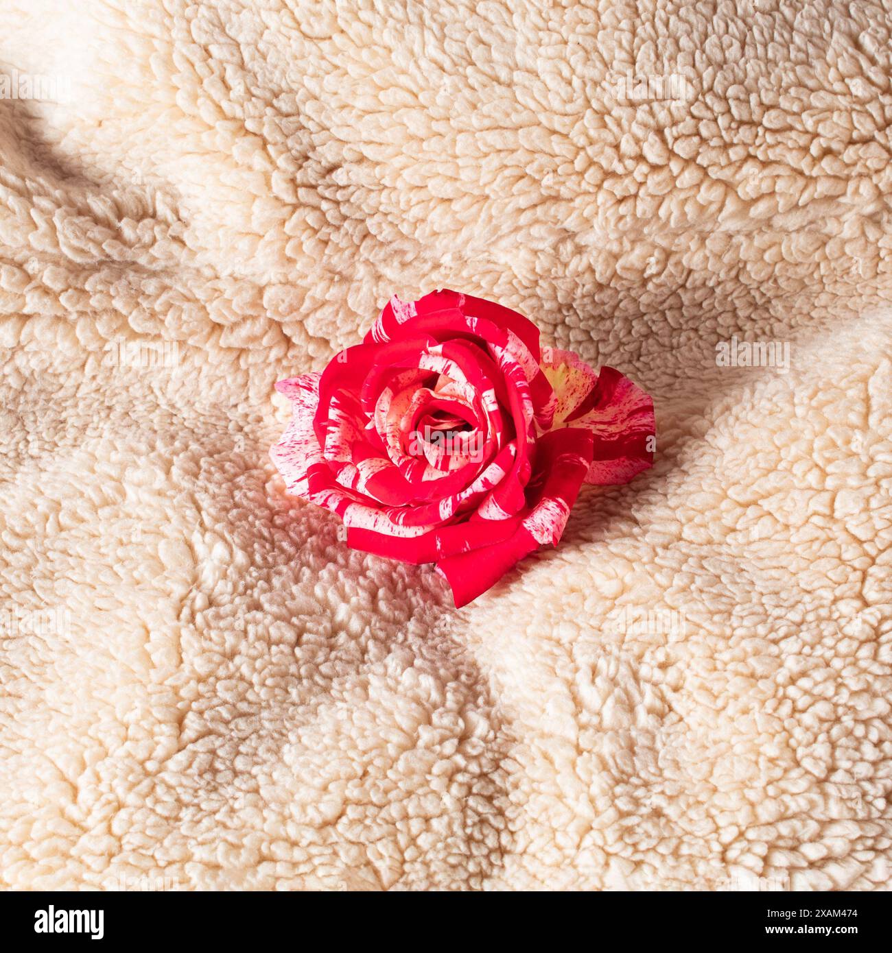 Fur background with red rose flowers. Minimal nature love concept ...