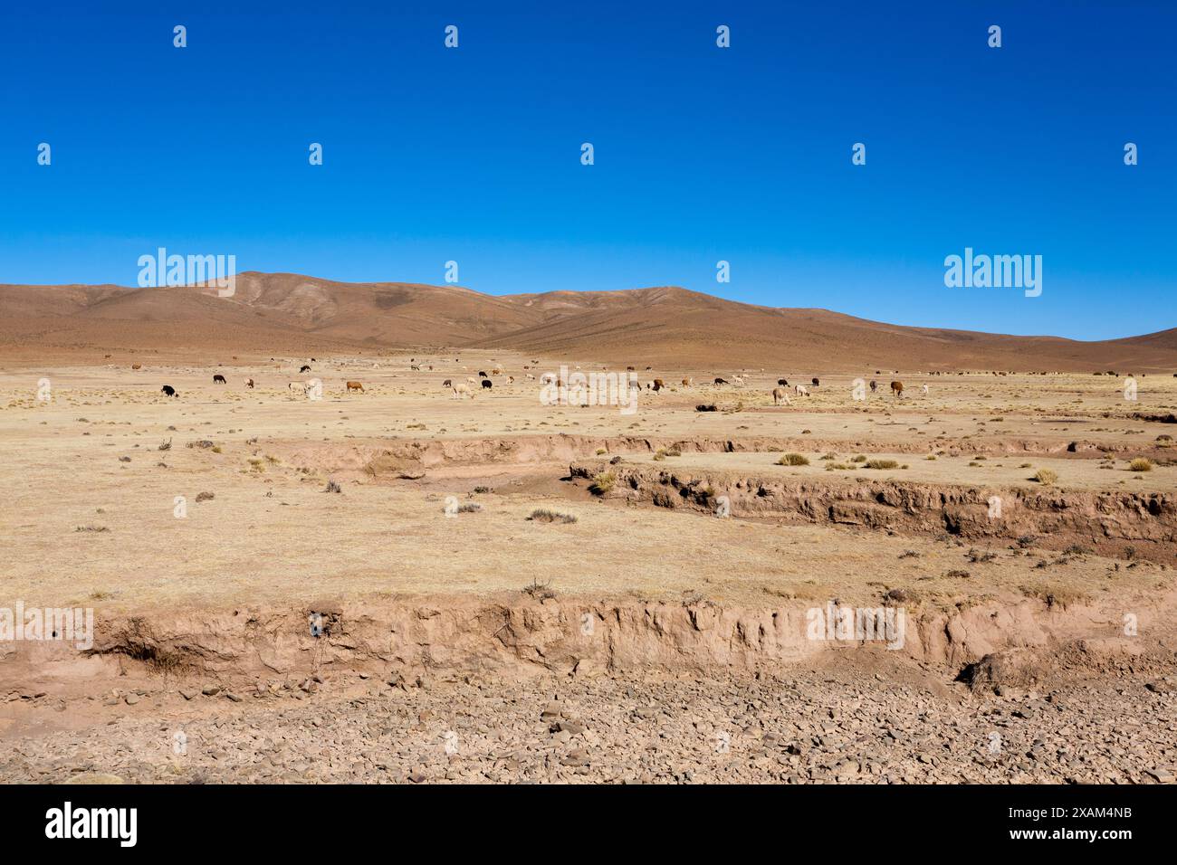 Bolivian llama breeding on Andean plateau,Bolivia Stock Photo - Alamy