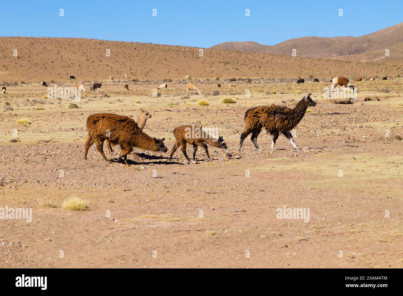 Bolivian llama breeding on Andean plateau,Bolivia Stock Photo - Alamy