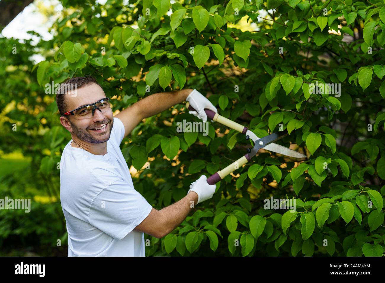Man gardener in gloves doing maintenance work, pruning trees. Green fence during sunny summer ...