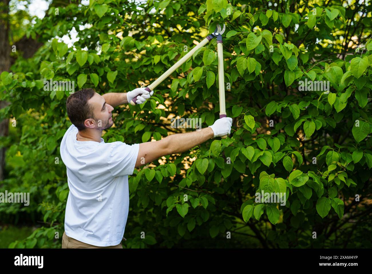 Garden worker trimming bushes with scissors in the yard Stock Photo - Alamy