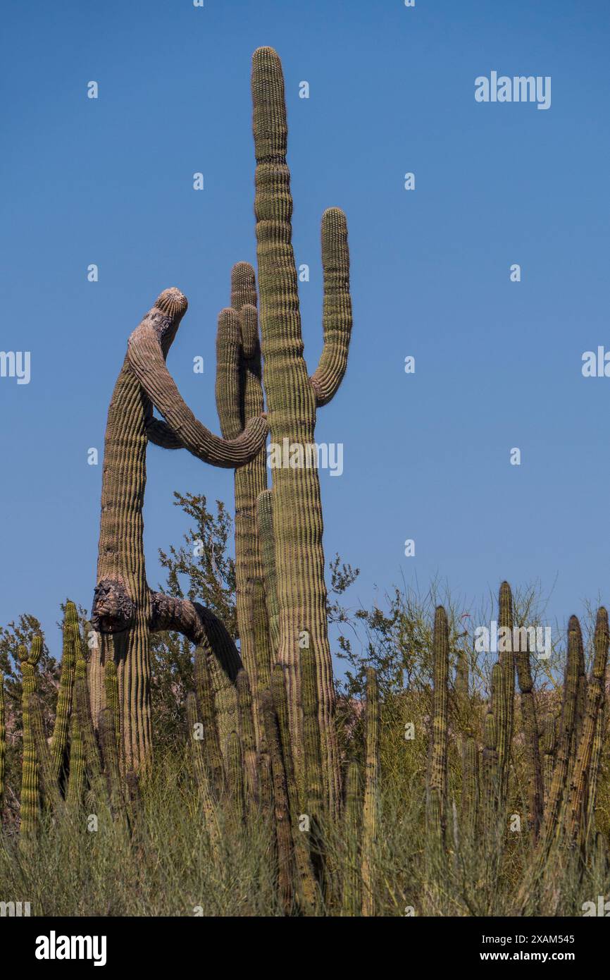 "Saguaro Man," doing calf stretches, Lost Cabin Mine Trail, Organ Pipe ...