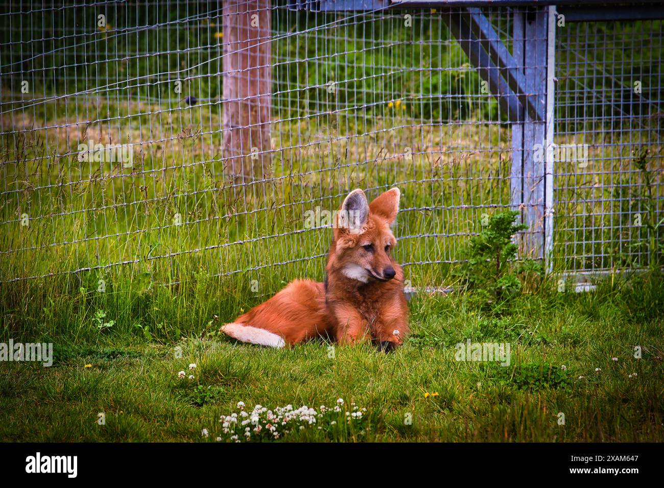 A maned wolf lying on the grass in an enclosure with a wire fence Stock ...