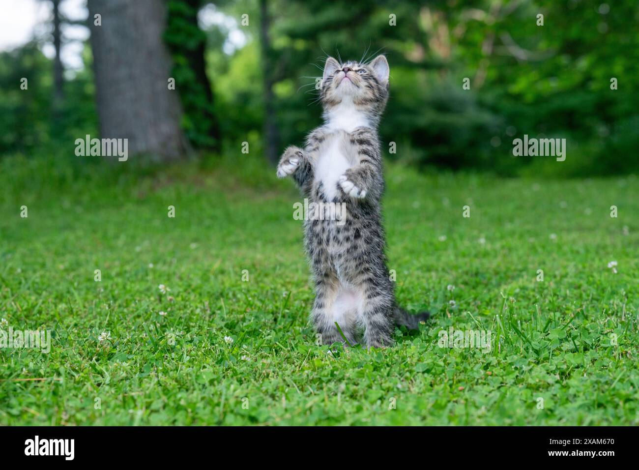 Cute baby tabby outdoors on hind legs begging in a back yard with green ...
