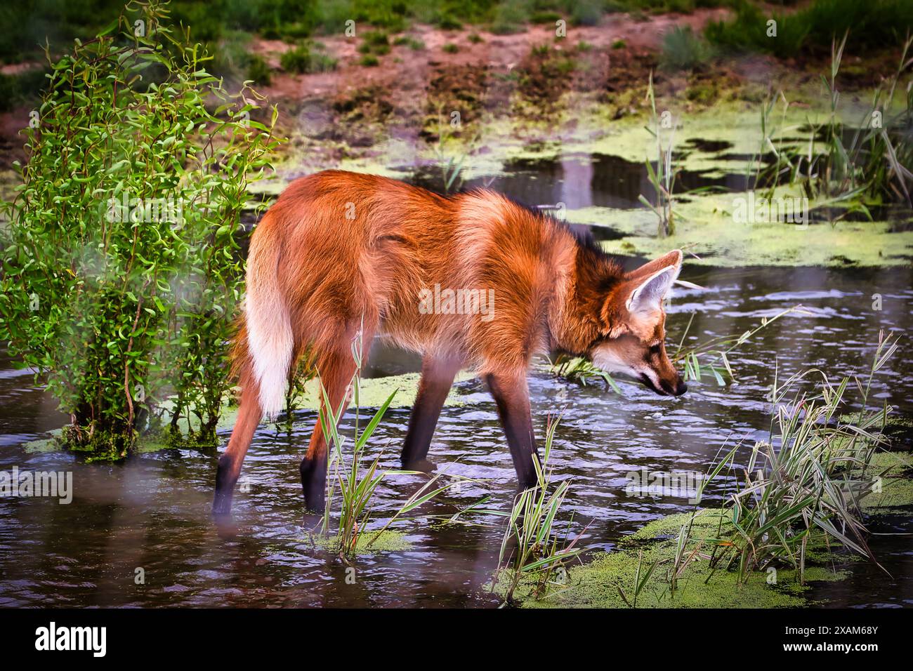 A maned wolf standing in a shallow, marshy area with green vegetation ...