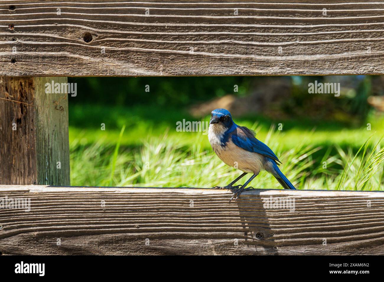 Island Scrub Jay; Island Jay; Santa Cruz jay; Aphelocoma, endemic to ...