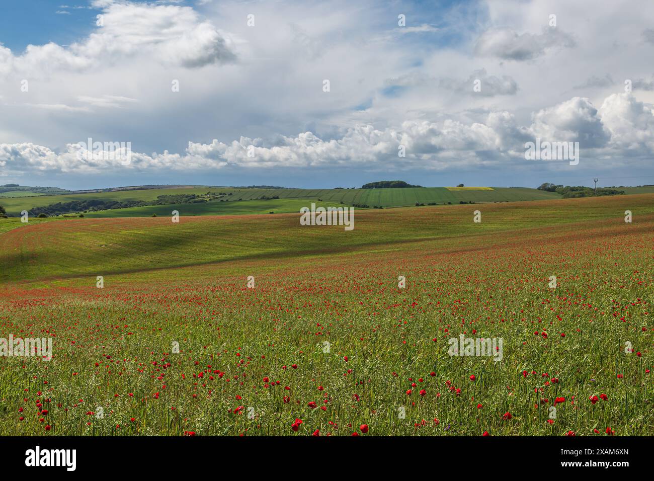 Field of poppies shadows light hi-res stock photography and images - Alamy