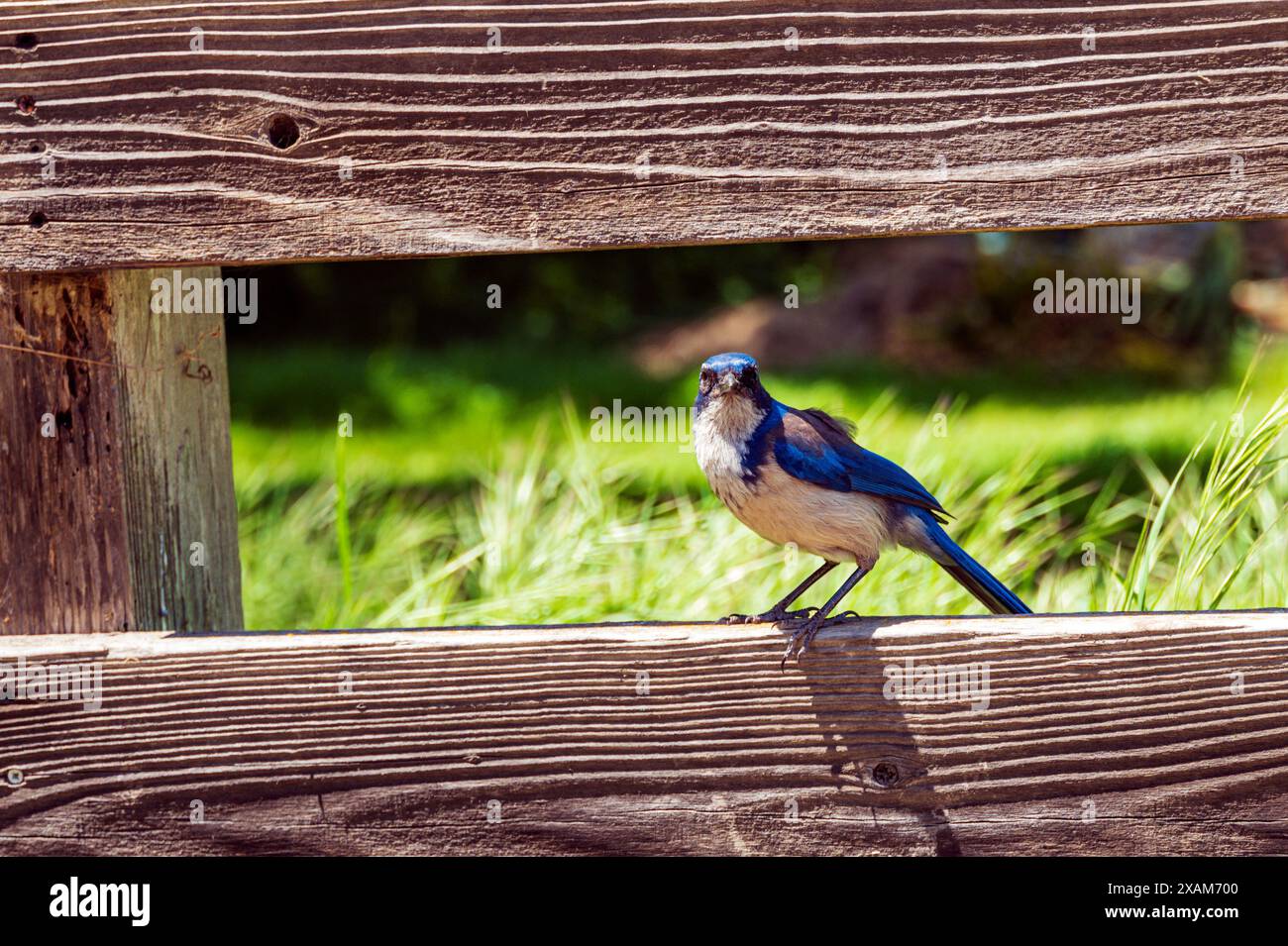 Island Scrub Jay; Island Jay; Santa Cruz jay; Aphelocoma, endemic to ...