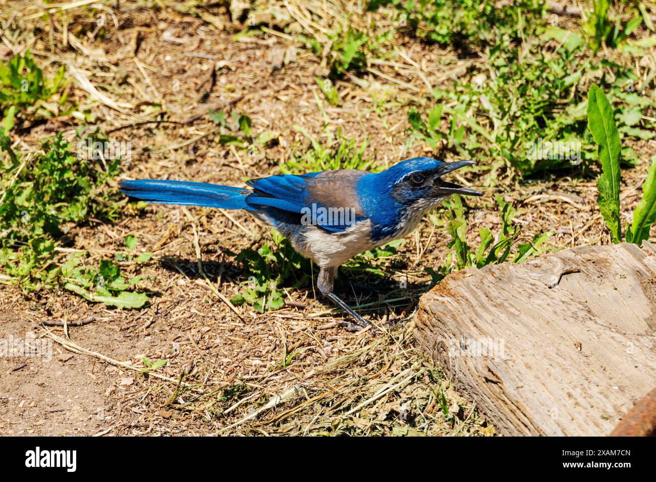 Island Scrub Jay; Island Jay; Santa Cruz jay; Aphelocoma, endemic to ...