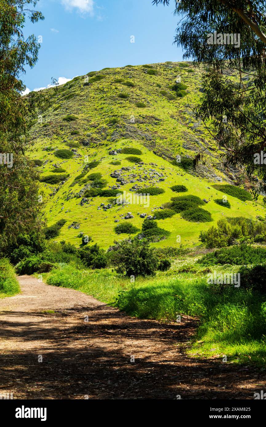 Lush green hills; Santa Cruz Island; Channel Islands National Park ...
