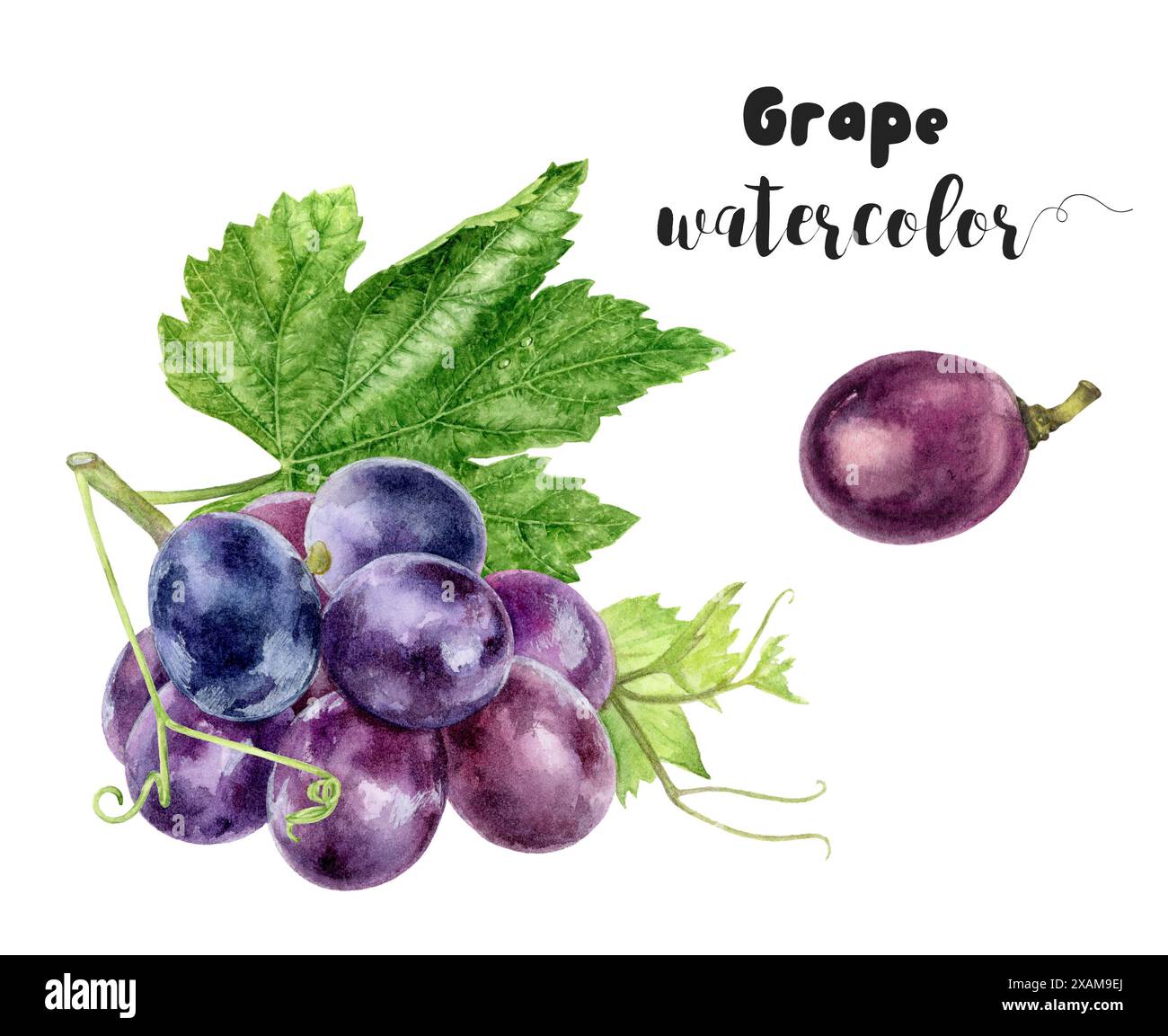 Beautiful Watercolor Grapes Cluster with Green Leaf - Detailed ...