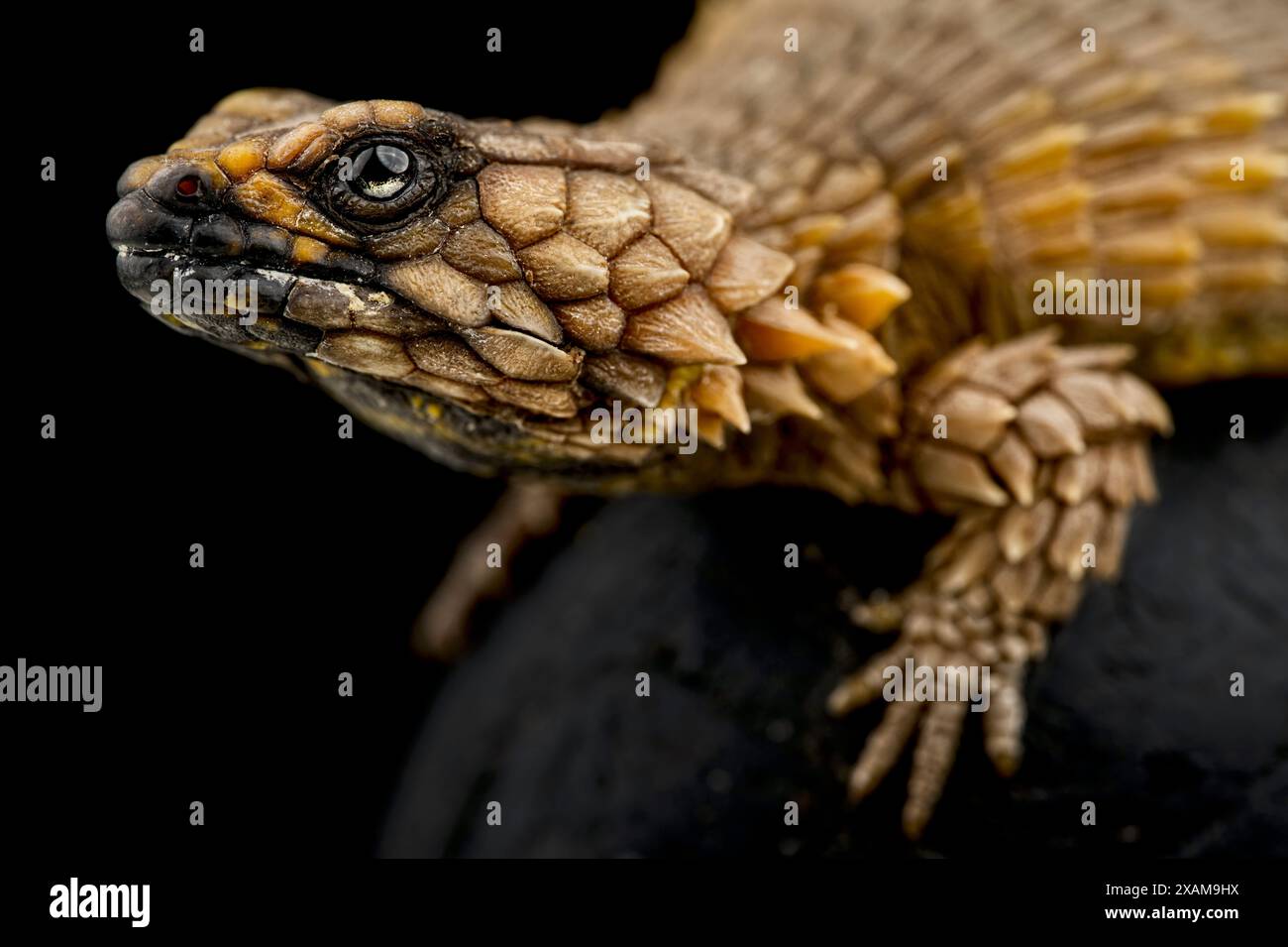 Armadillo Girdled Lizard (Ouroborus cataphractus Stock Photo - Alamy