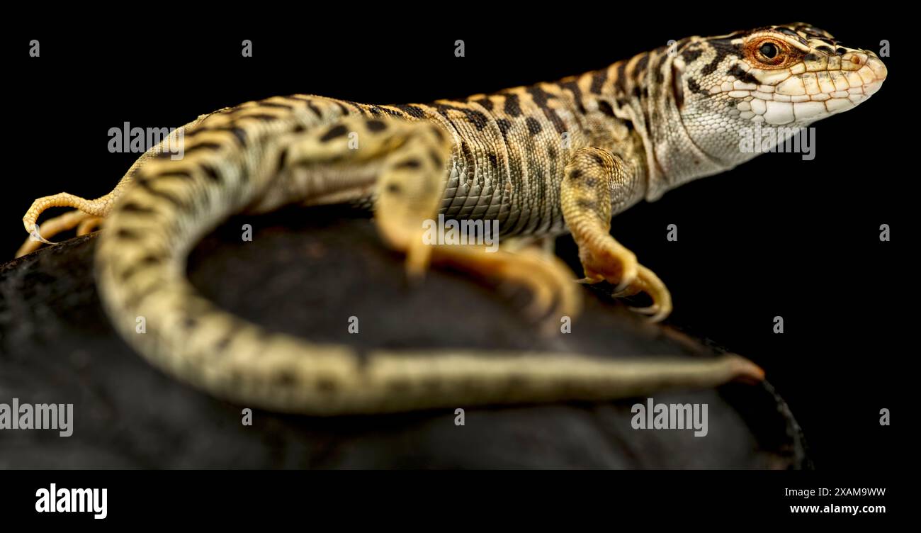 Mongolian Tiger Lizard (Eremias przewalski Stock Photo - Alamy